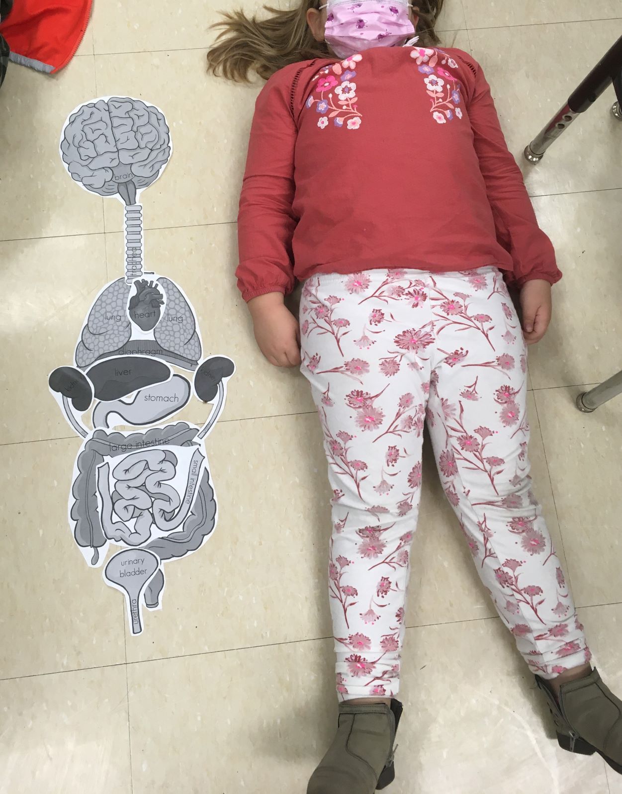 8 Fun (and Slightly Gross) Ideas To Learn About The Human Body - Seeds ...