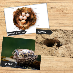 Build a Bird’s Nest- STEM Challenge - Seeds for Teachers
