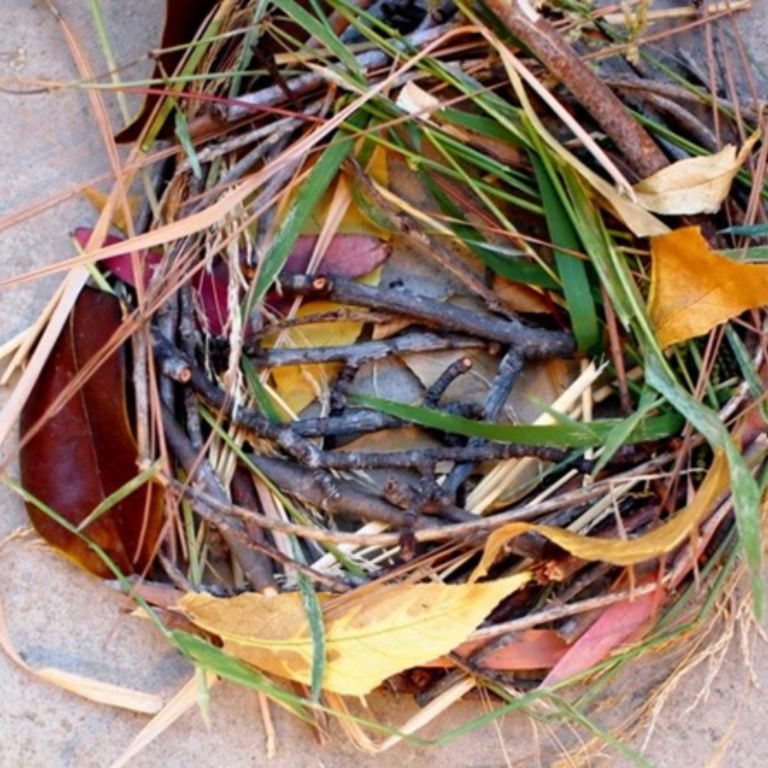 Build a Bird’s Nest- STEM Challenge